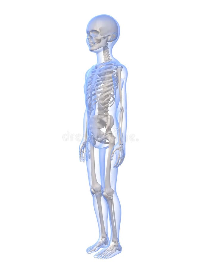 Anatomie D'enfant Mâle - Squelettique Illustration Stock - Illustration ...