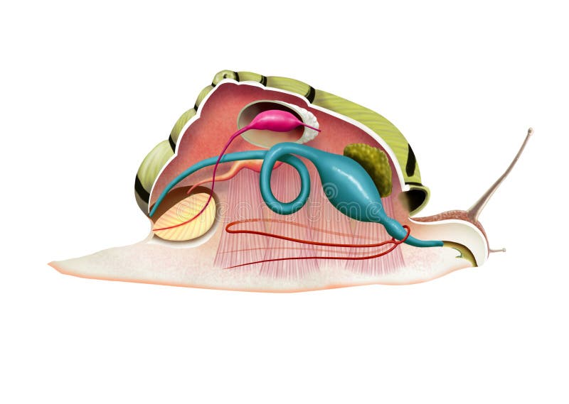 Anatomie d'escargot illustration stock. Illustration du découpage ...
