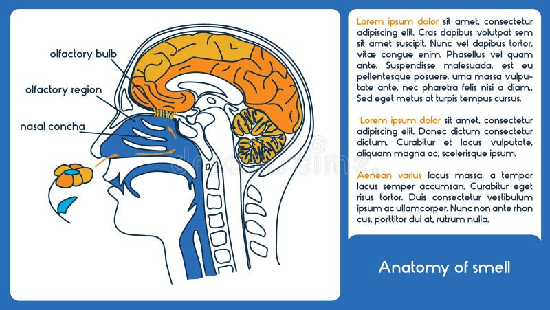 Organe Olfactif D'ampoule D'odeur/de Cellules Nerveuses Dans Le Nez ...