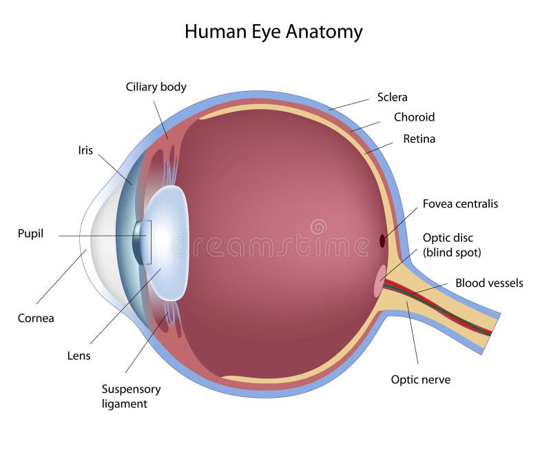 Anatomie d'oeil illustration de vecteur. Illustration du médecine ...