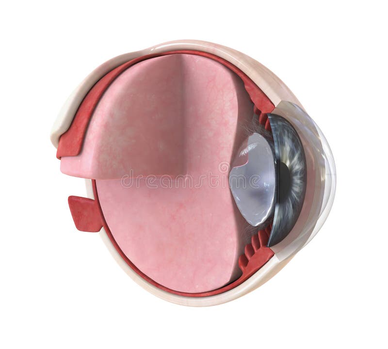 Anatomie D'oeil Humain D'isolement Illustration Stock - Illustration du ...