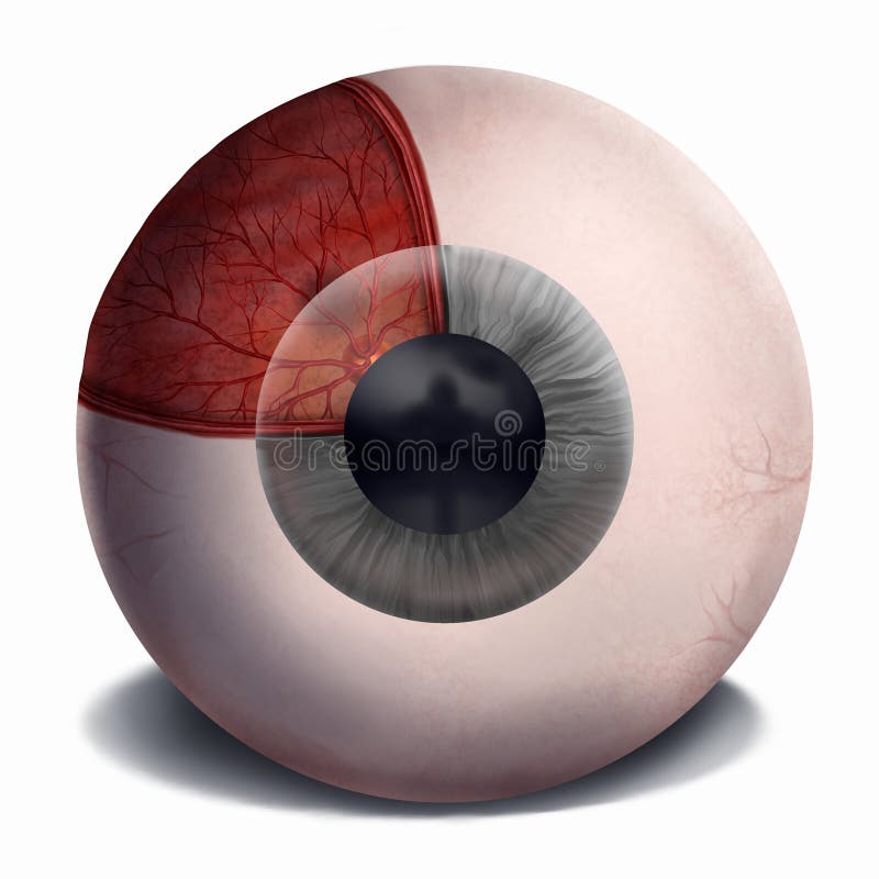 Anatomie D'oeil Humain - Peinture Illustration Stock - Illustration du ...
