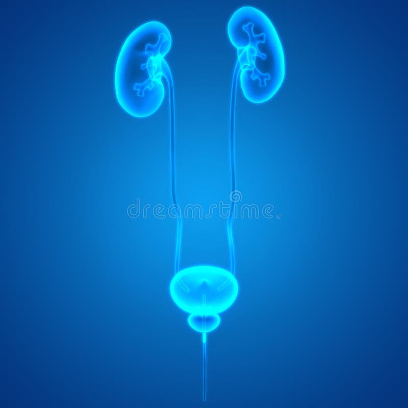 Anatomie D'organes De Corps Humain (reins) Illustration Stock ...