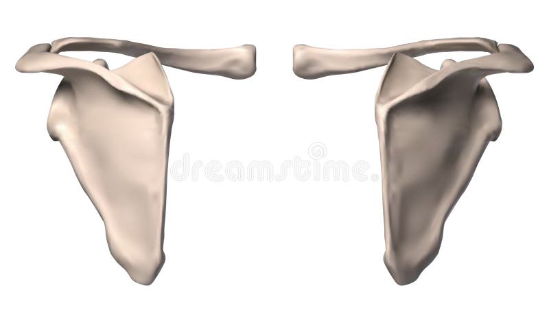 Anatomie d'os d'épaule illustration stock. Illustration du biologique ...