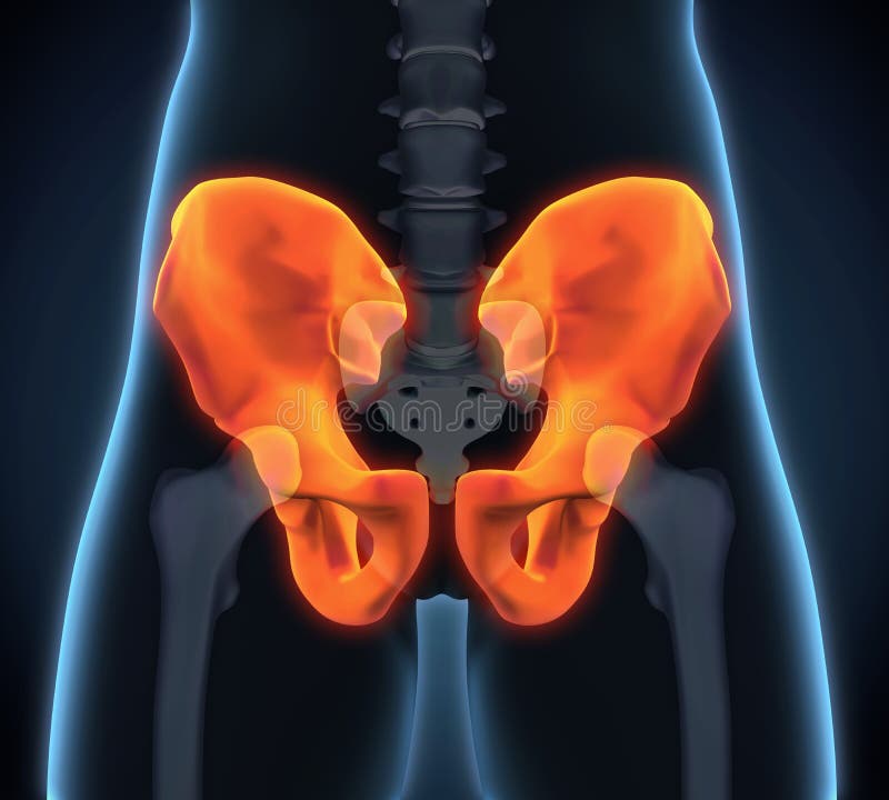 Anatomie d'os de hanche illustration stock. Illustration du physiologie ...