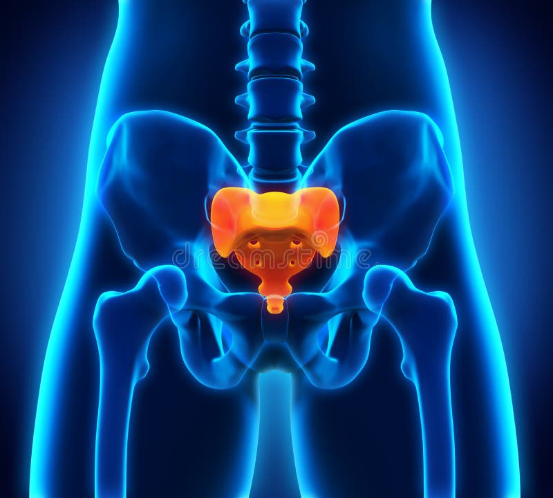 Anatomie D'os De Sacrum Illustration Stock - Image: 47861108