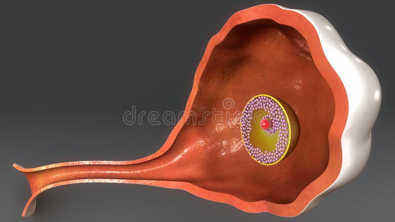 Anatomie d'ovaire illustration stock. Illustration du cellule - 84219859