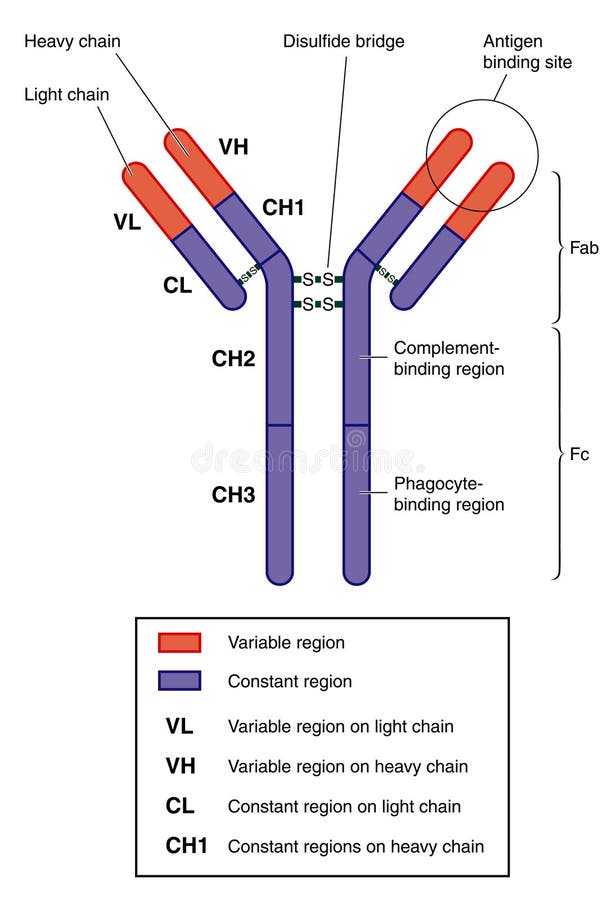 Anatomie D'un Anticorps Photos stock - Image: 12436223