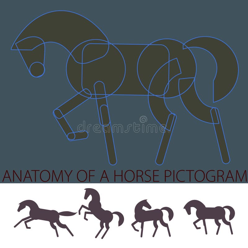 'Anatomie' D'un Pictogramme De Cheval Illustration de Vecteur ...