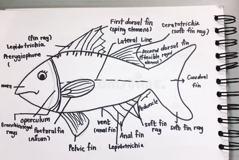 Anatomie d'un poisson illustration de vecteur. Illustration du cordon ...