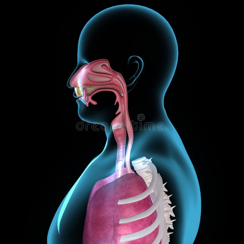 Anatomie de bouche illustration stock. Illustration du système - 43014656