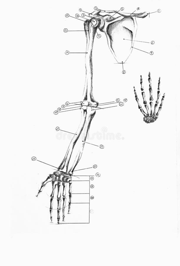 Anatomie De Bras Et De Main Humains Image stock - Image of illustration ...