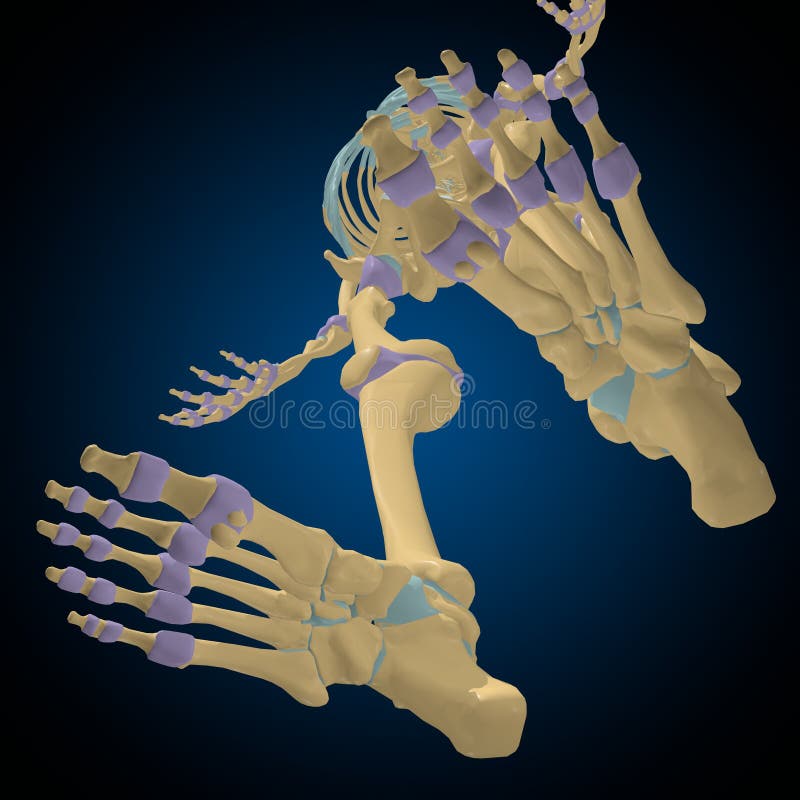 Anatomie De Capsule Articulaire Pour Le Concept Médical 3d Illustration ...