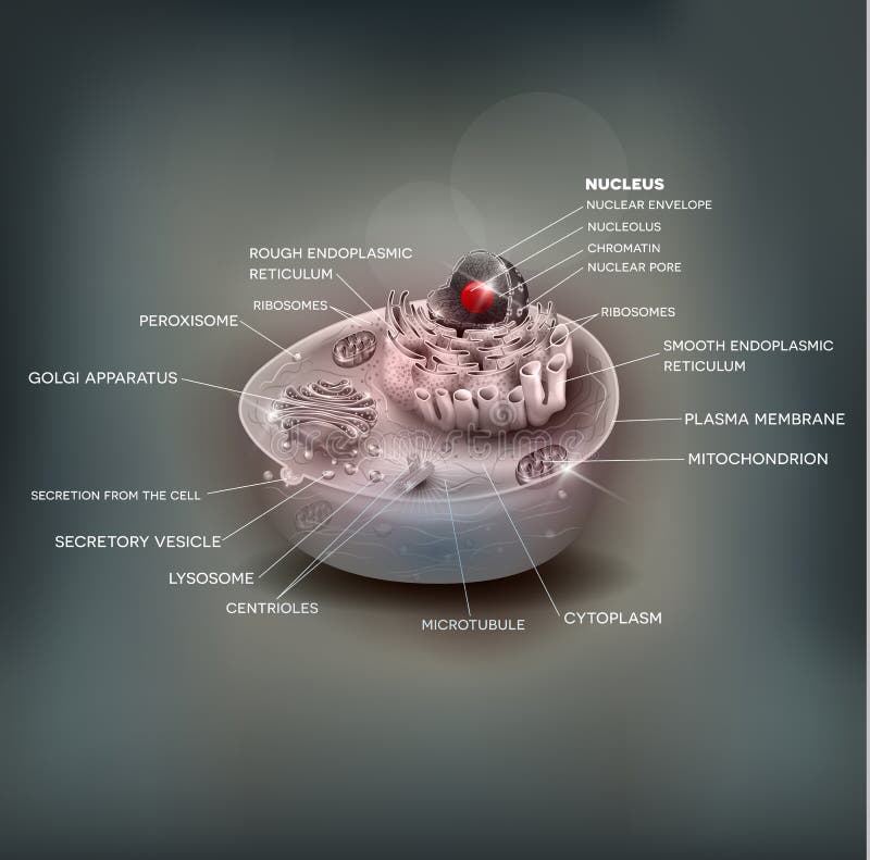 Anatomie du centriole. illustration de vecteur. Illustration du cellule ...