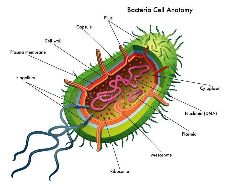Anatomie De Cellules De Bactéries Illustration de Vecteur ...