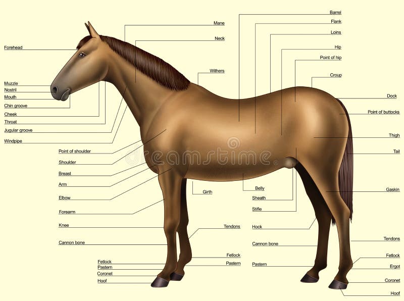 Anatomie De Cheval - Parties Du Corps Illustration Stock - Illustration ...