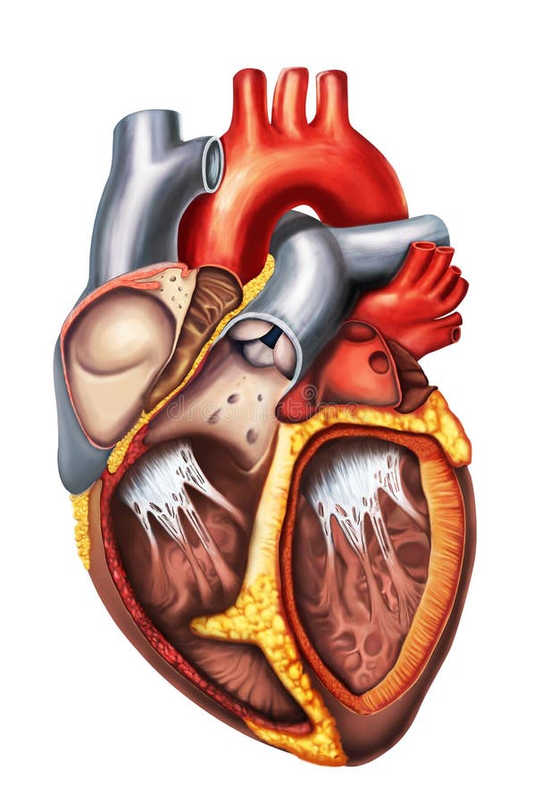 Structure De Coeur L'organe De L'appareil Circulatoire Illustration de ...