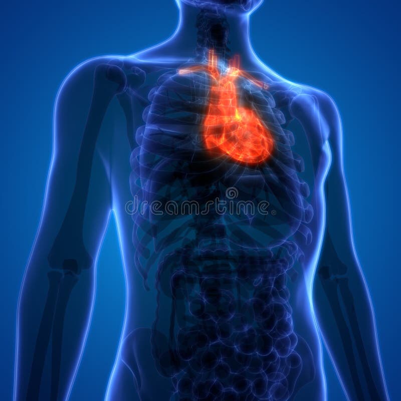 Syst?me Cardio-vasculaire D'organes De Corps Humain Avec L'anatomie De ...