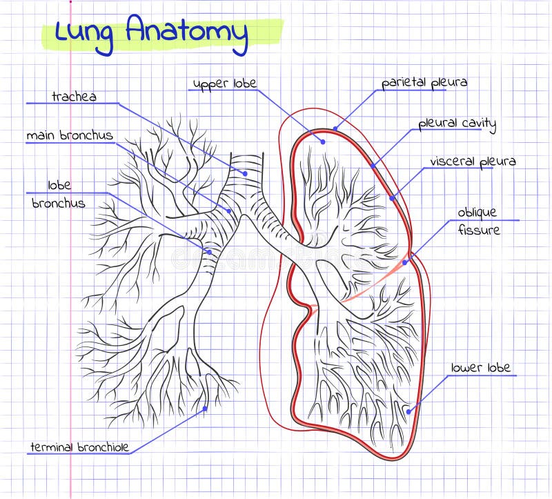 Anatomie De Dessin Du Poumon Humain Illustration de Vecteur - Image ...