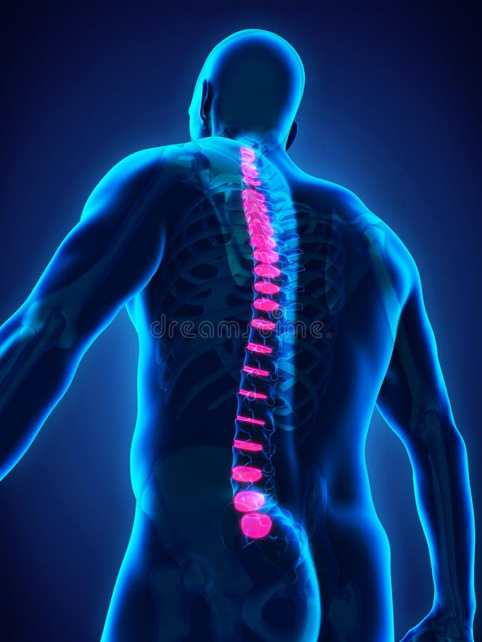 Anatomie De Disque Intervertébral D'épine Dorsale Illustration Stock ...