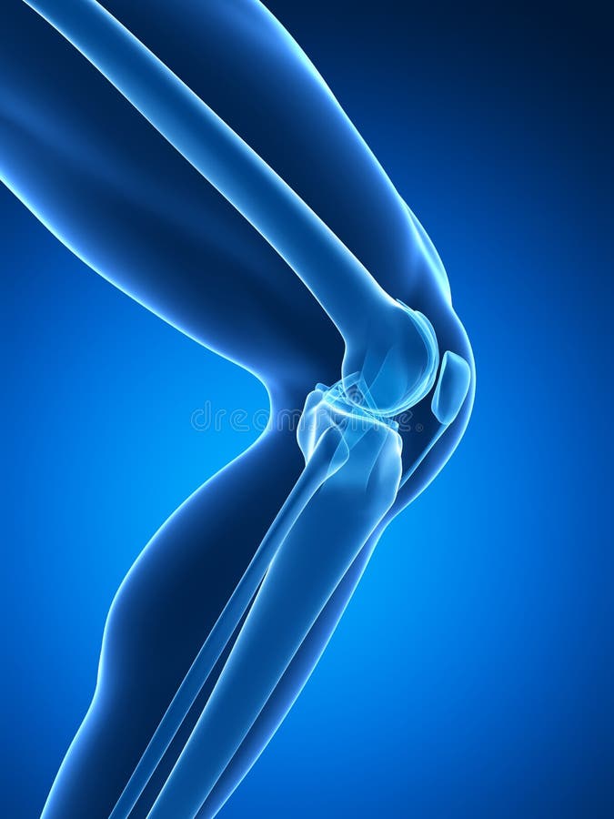 Anatomie Du Genou Stock Illustrations, Vecteurs, & Clipart – (12,449 ...