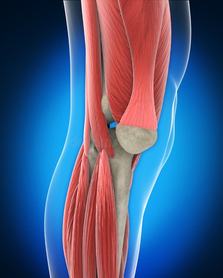 Anatomie De Muscle D'articulation Du Genou Illustration Stock ...