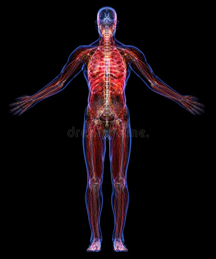 Anatomie humaine illustration stock. Illustration du humaine - 8689329