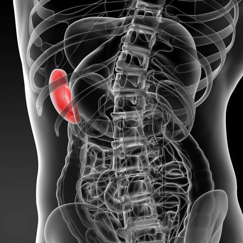 Anatomie de la rate illustration stock. Illustration of fuselage - 37636373