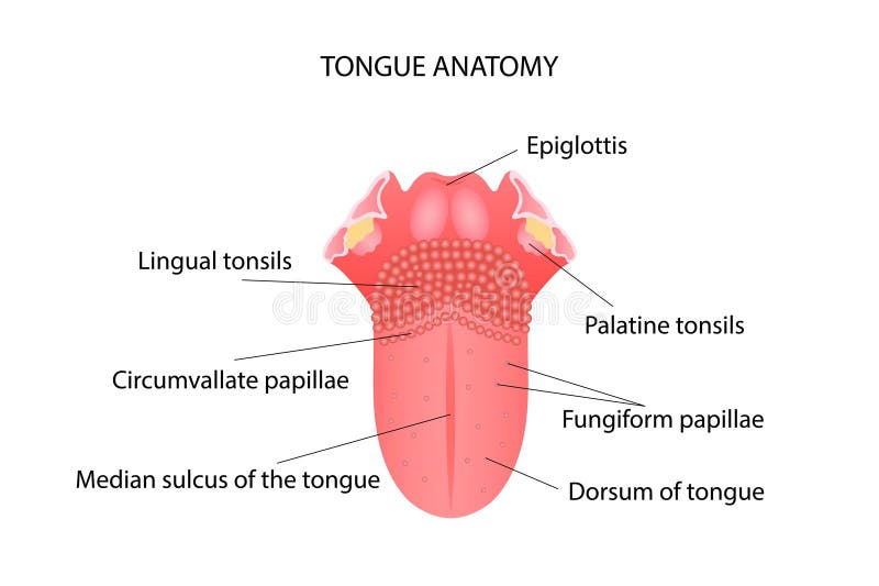 Anatomie De La Structure De La Langue Humaine. Illustration Vectorielle ...