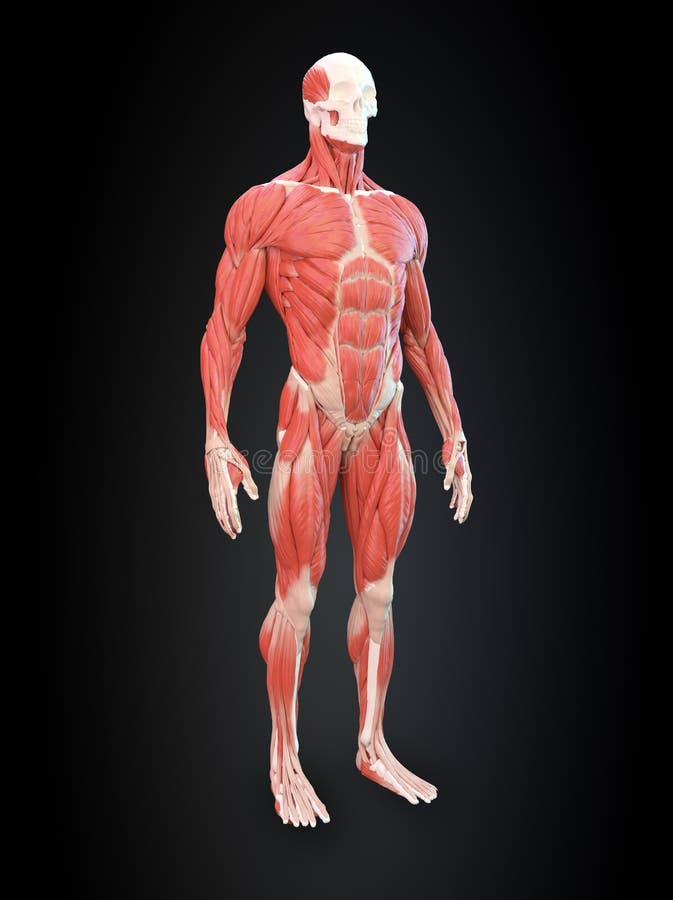 Anatomie de muscle illustration stock. Illustration du blessures - 70704935
