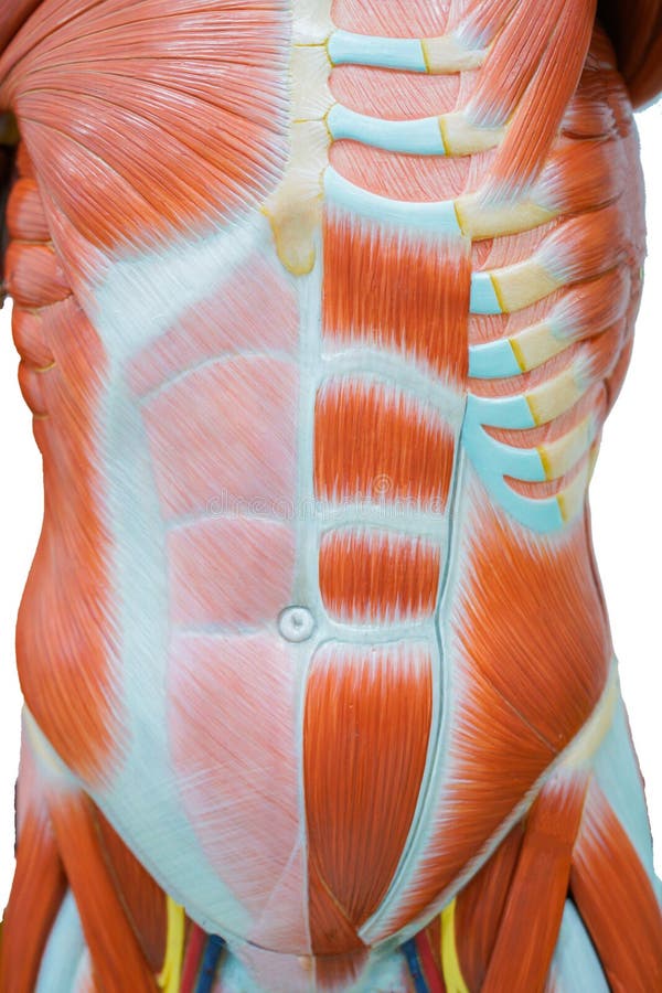 Anatomie De Muscle De Corps Humain Image stock - Image du isolement ...