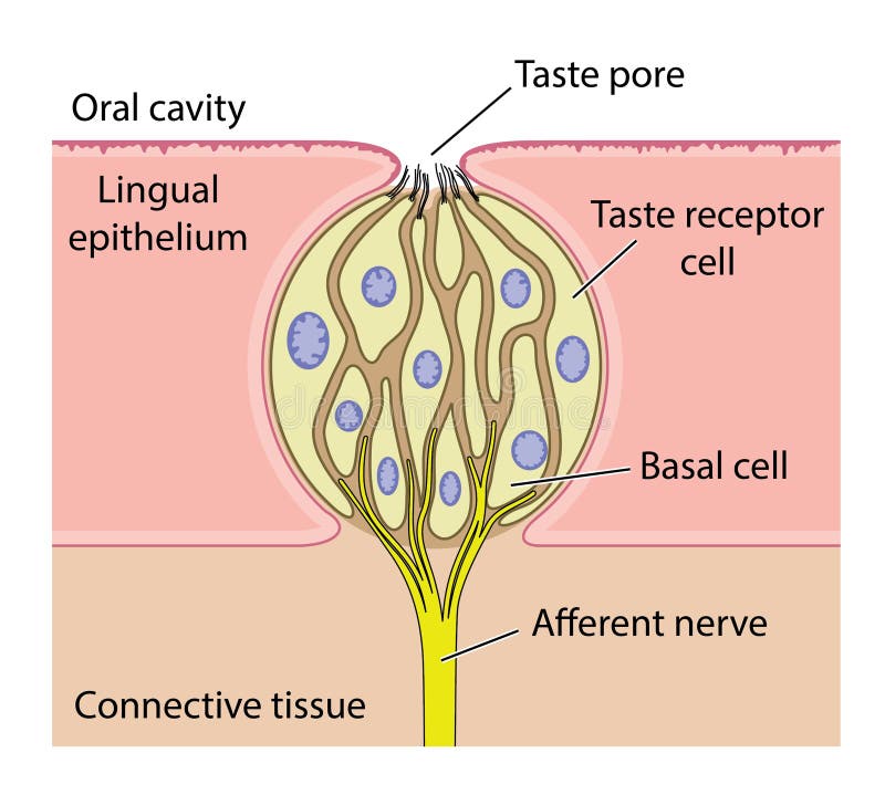 Anatomie De Papille Gustative Illustration de Vecteur - Illustration du ...