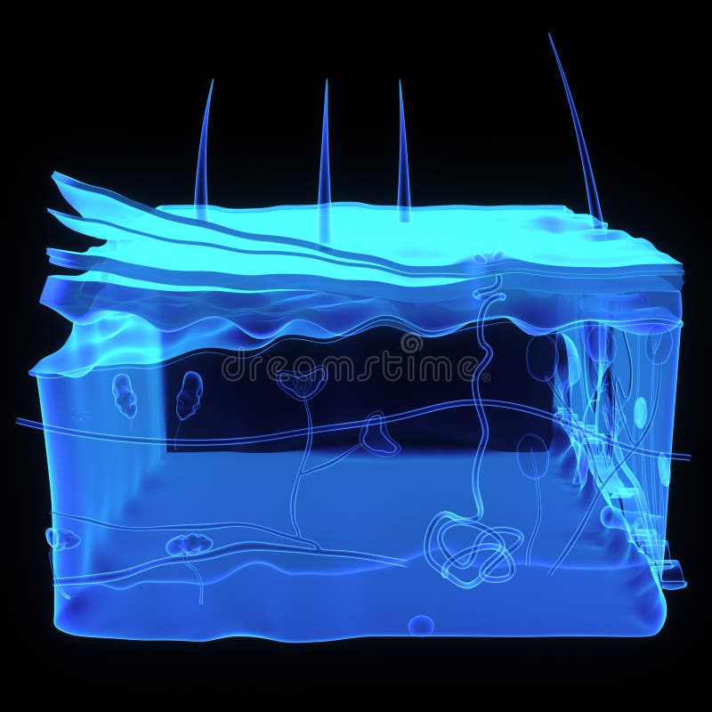 Anatomie de peau illustration stock. Illustration du derme - 48763721