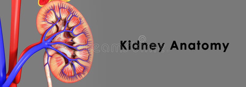 Anatomie de rein illustration stock. Illustration du sain - 48760239