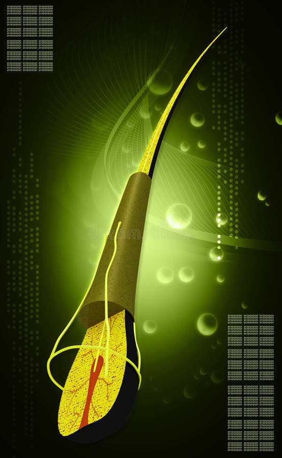 Structure De Cheveux Humains Illustration Stock - Illustration du ...