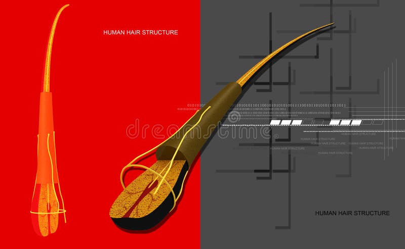 Illustration D'anatomie De Structure De Cheveux Illustration Stock ...