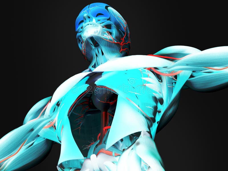 Torse humain illustration stock. Illustration du humain - 4418711