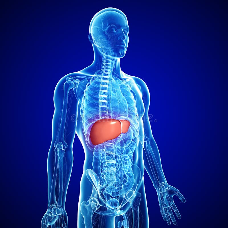Illustration Von Anatomie Der Menschlichen Leber Stock Abbildung ...