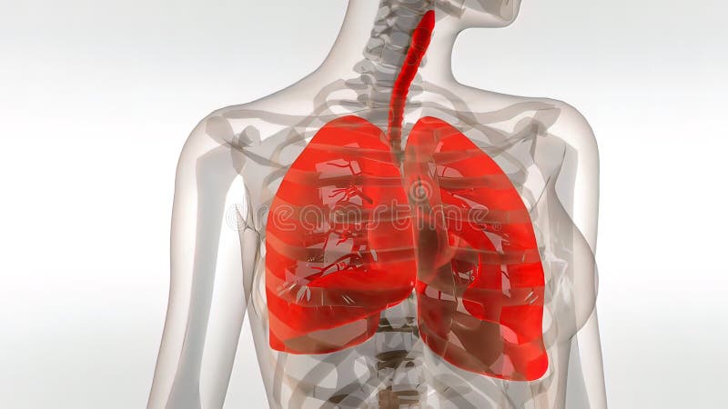 Anatomie Der Lunge Des Menschlichen Atemsystems 3d Stock Abbildung ...