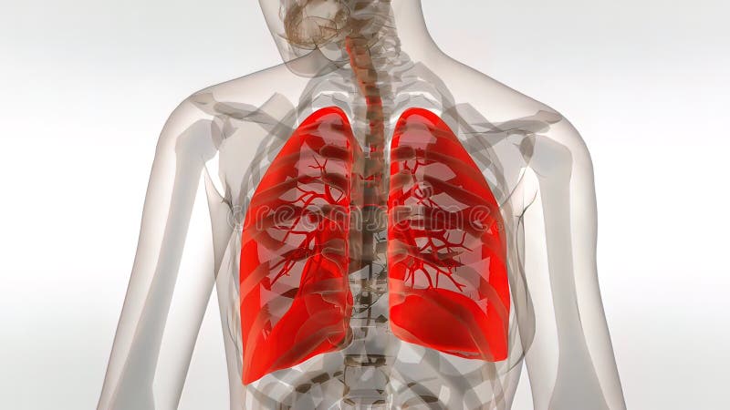 Anatomie Der Lunge Des Menschlichen Atemsystems 3d Stock Abbildung ...