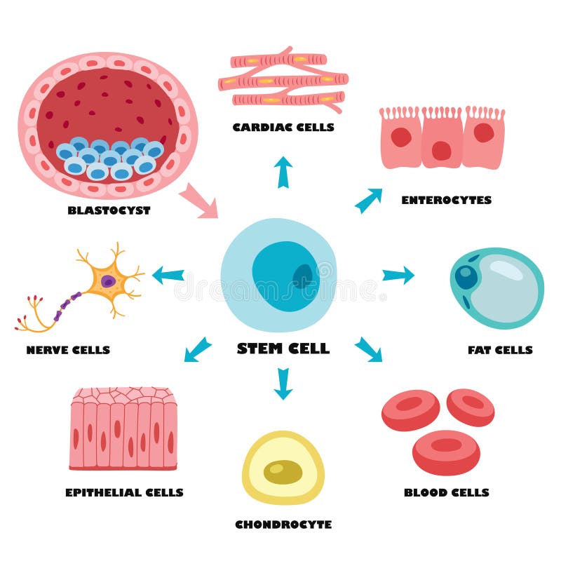 Anatomie Des Cellules Du Corps Humain Illustration Stock - Illustration ...