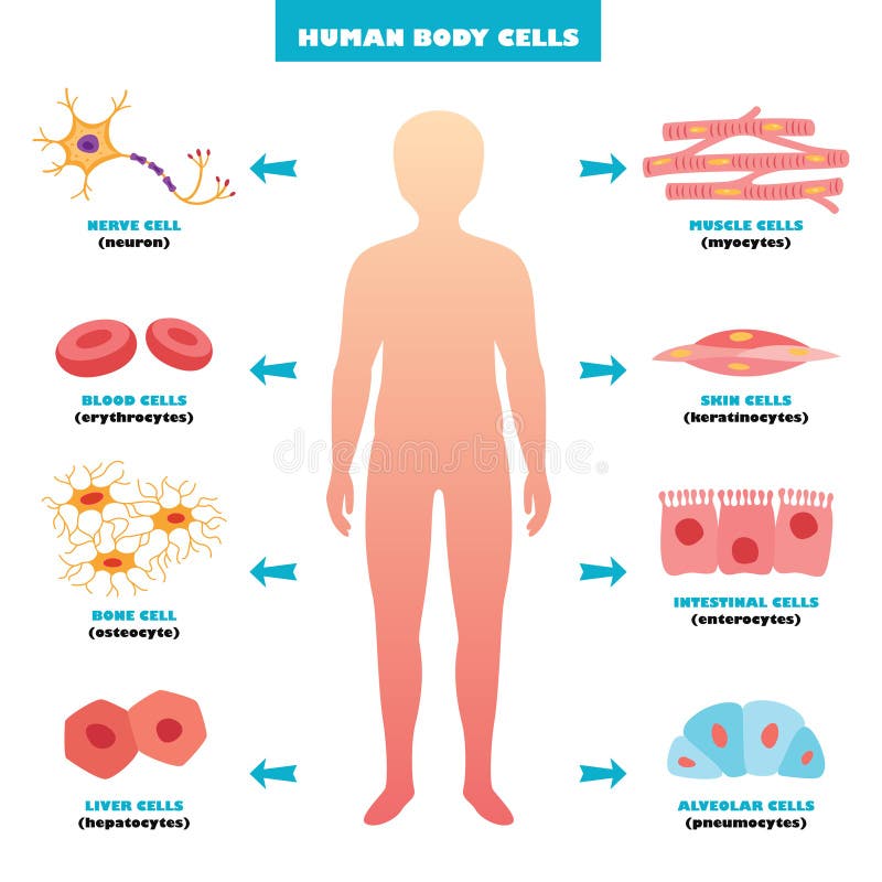 Anatomie Des Cellules Du Corps Humain Illustration Stock - Illustration ...