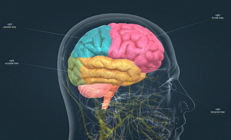 Anatomie Des Gehirns Und Seiner Farbigen Teile Stock Abbildung ... Anatomie Des Gehirns Und Seiner Farbigen Teile Stock Abbildung ...