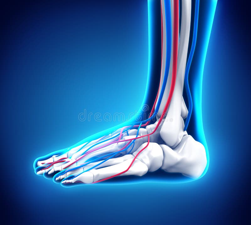 Anatomie Des Menschlichen Fußes Stock Abbildung - Illustration von ...