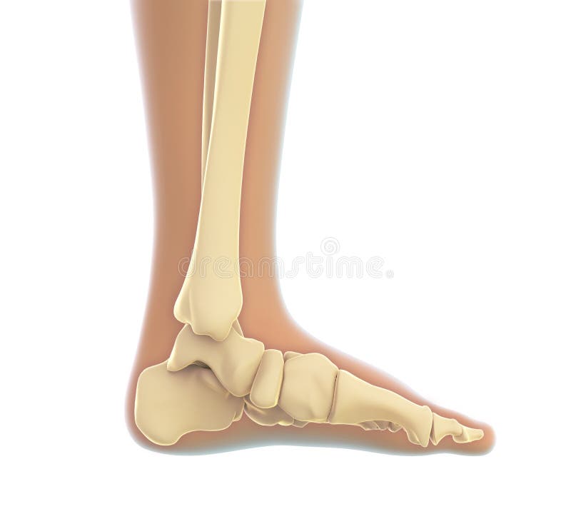 Anatomie Des Menschlichen Fußes Stock Abbildung - Illustration von ...