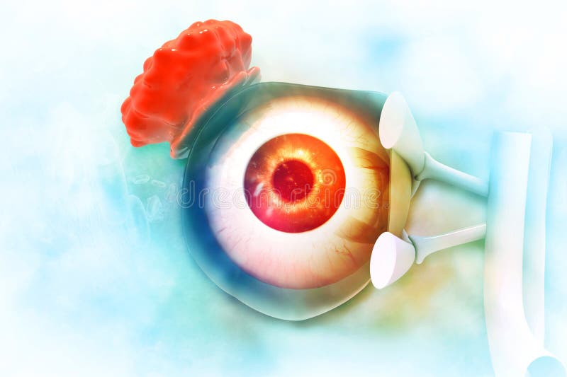 Anatomie Des Yeux Humains. Structure Interne Illustration Stock ...