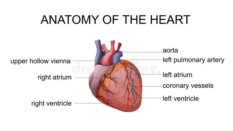 Anatomie Du Coeur