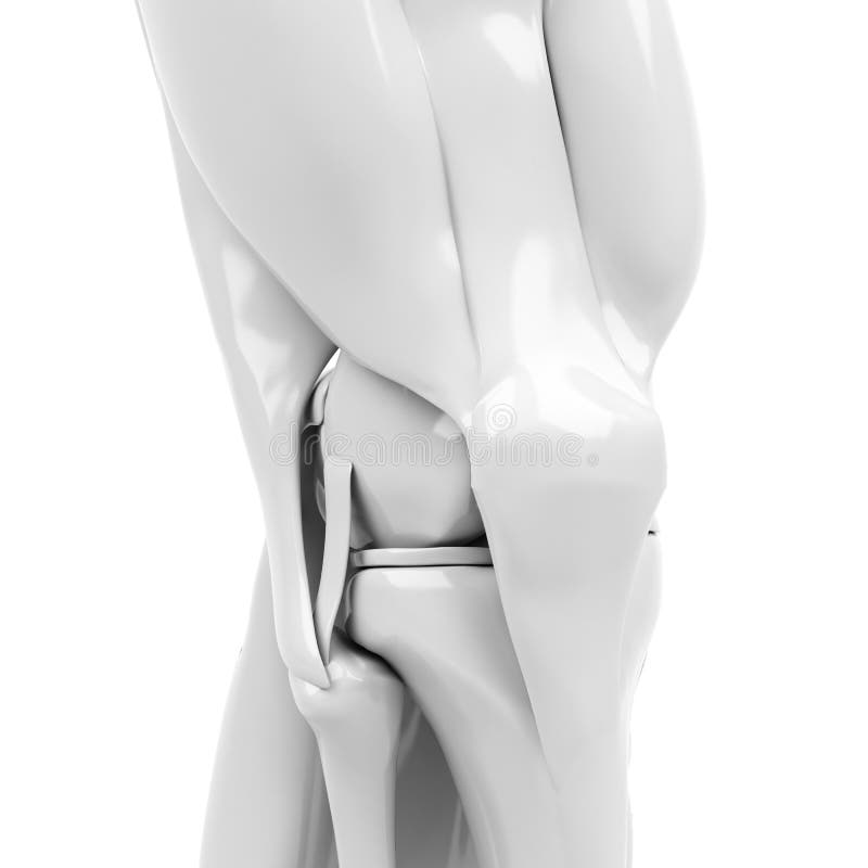 Anatomie Du Genou Stock Illustrations, Vecteurs, & Clipart – (1,717 ...