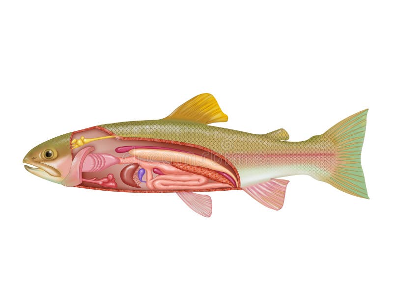 Anatomie du poisson illustration stock. Illustration du gril - 238296339
