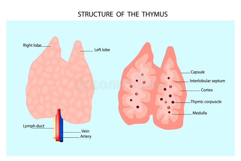 Structure Du Thymus Infographie Illustration De Vecteur Illustration de ...